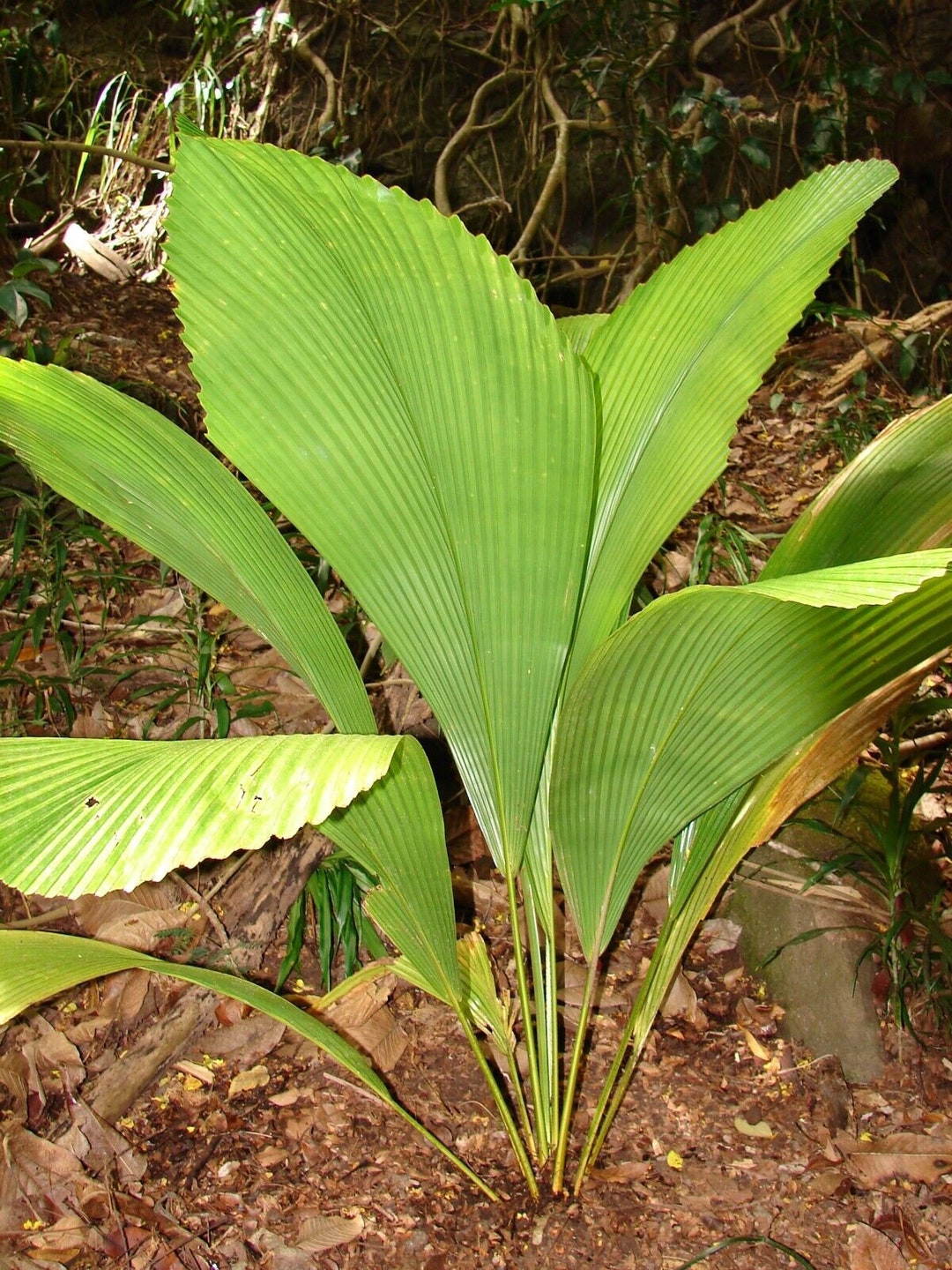 Joey Palm Tree Johannesteijsmannia Altifrons Rooted in a 4 Inch Pot ...