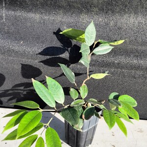 LIVE Cambuca Fruit Tree, Plinia Edulis About 2 Feet Tall Rooted in a 4 ...