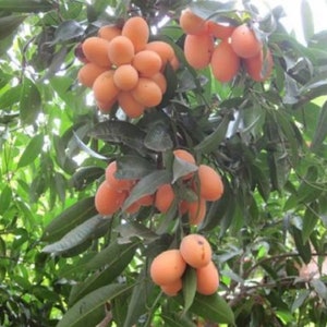 Maprang 'bouea Macrophylla' Mango Plum Fruit Tree Gandaria LIVE PLANT ...