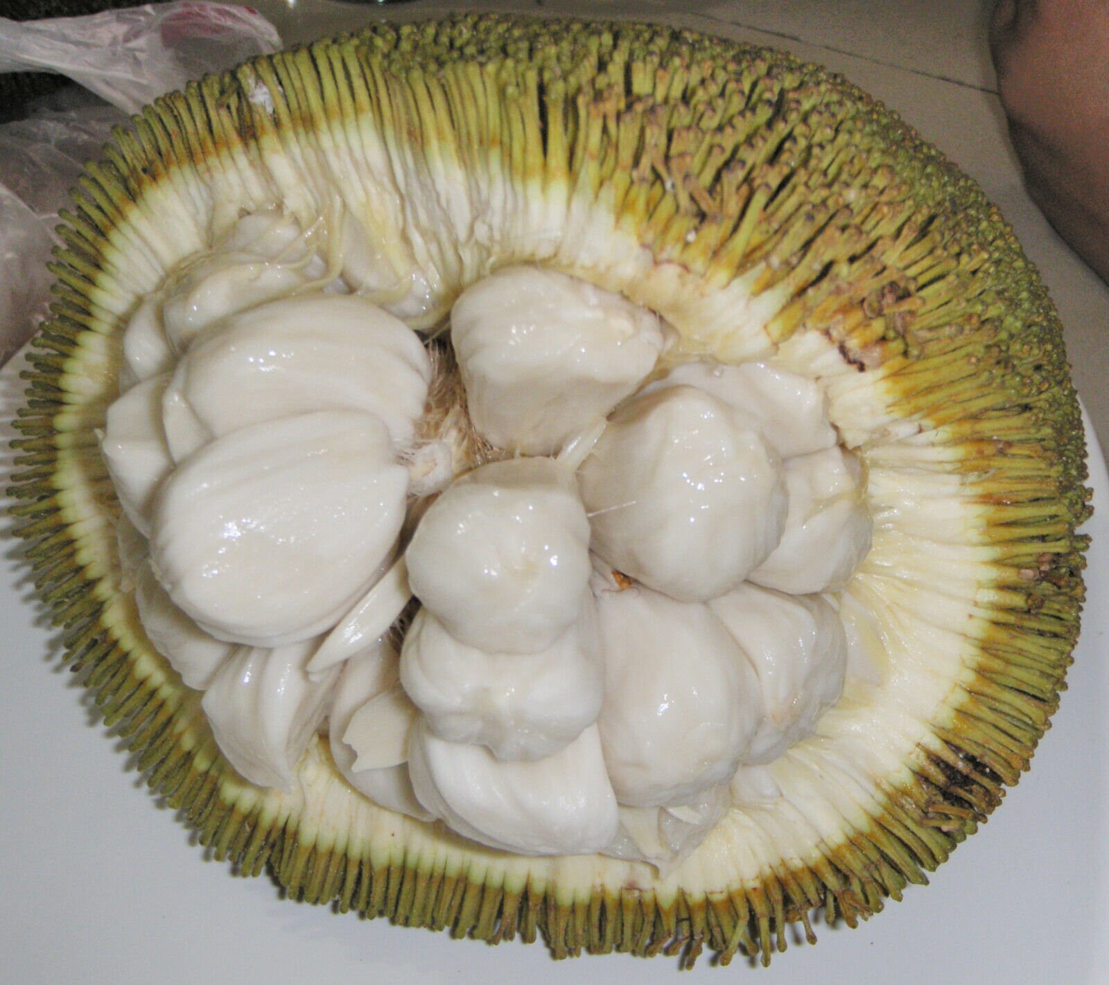 Marang Fruit Tree