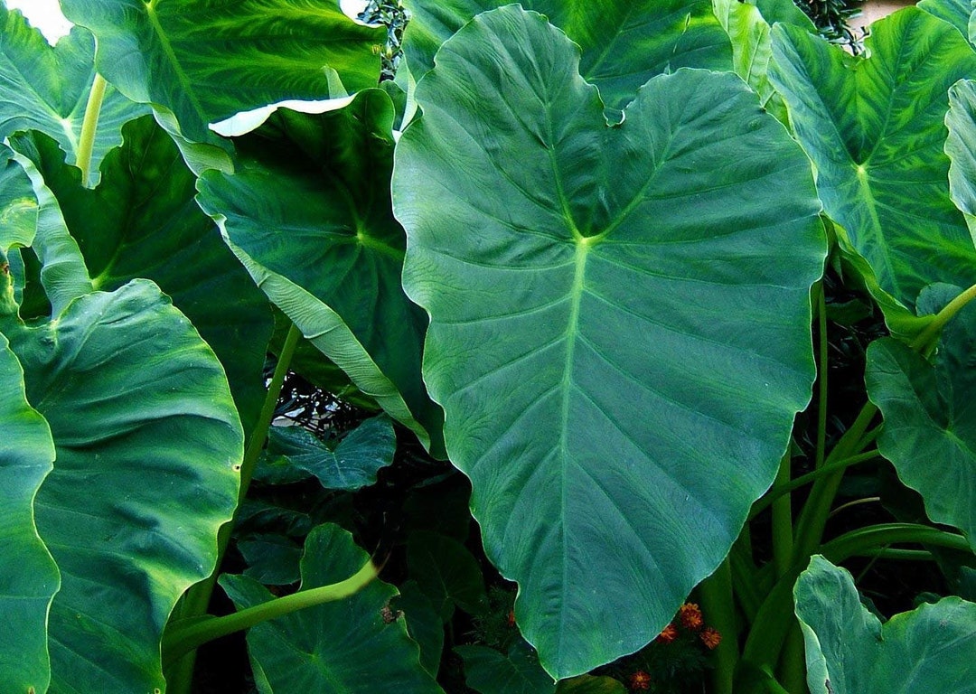 VIVO Chino Bun Long Taro Colocasia esculenta oreja de elefante pequeña ...