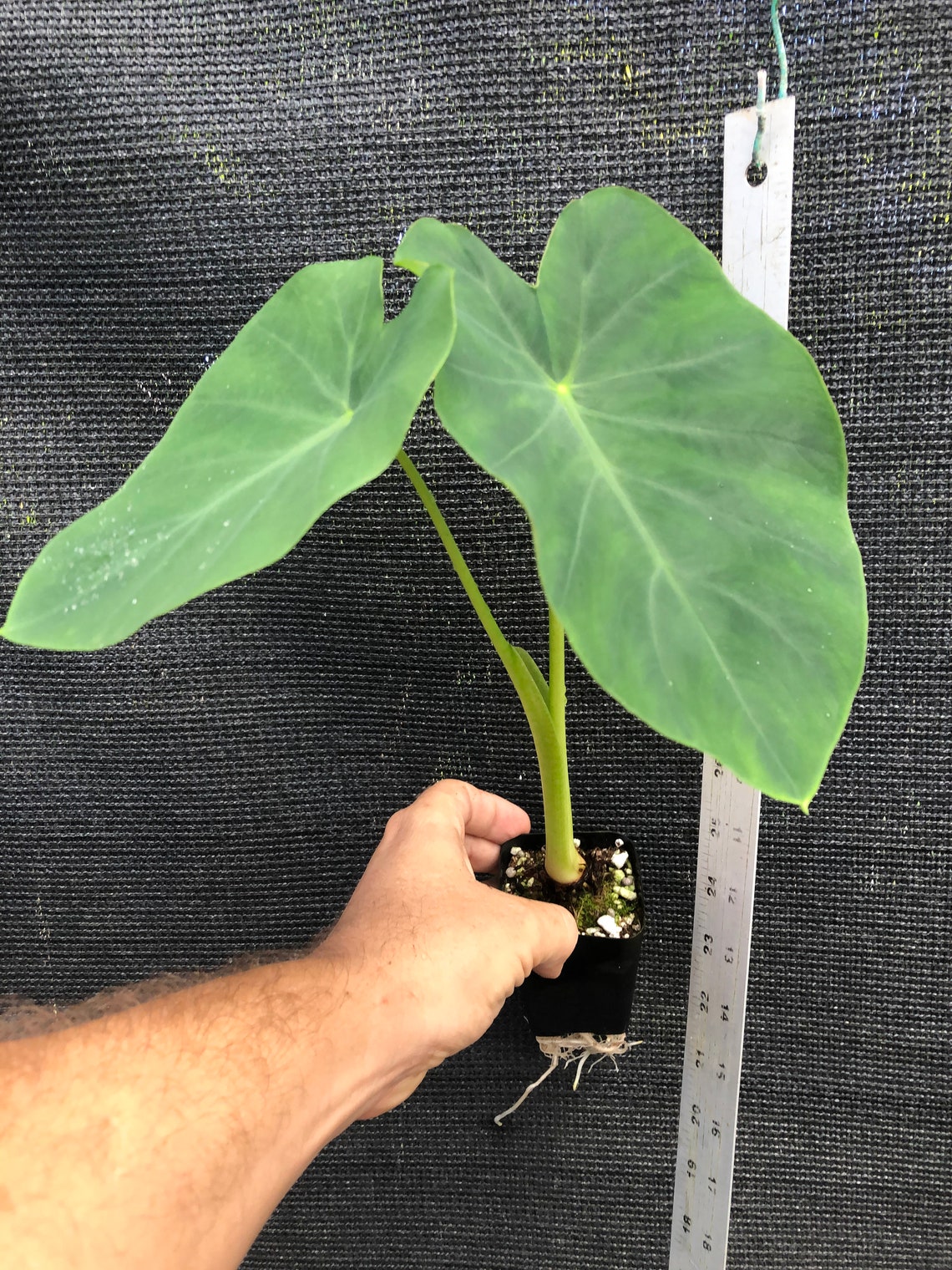 RARE Jack's Giant Colocasia Esculenta LIVE Tropical Plant - Etsy Canada