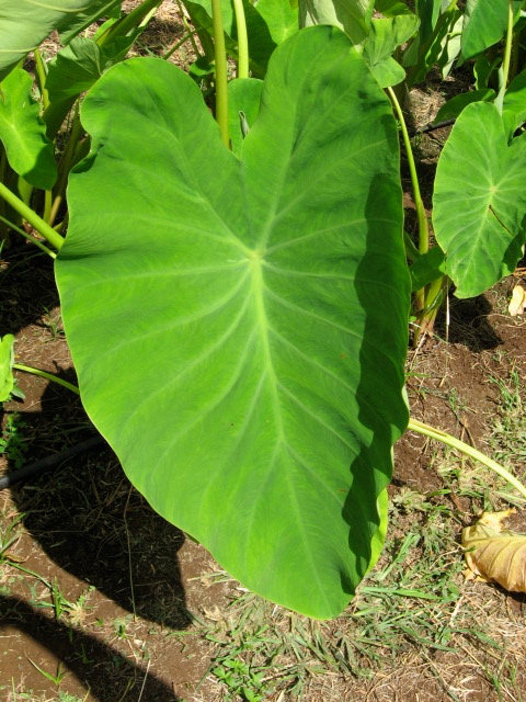 LIVE Maui Lehua Taro Kalo Plant About 12-16 Inches Tall Bareroot - Etsy