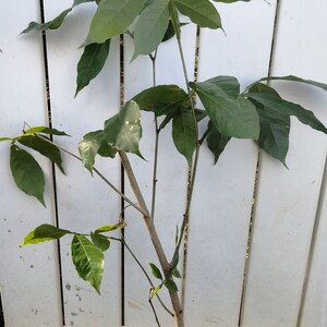 LIVE Pacay Icecream Bean Tree 'inga Feuillei' Rooted in a Small Pot ...