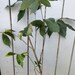 LIVE Pacay Icecream Bean Tree 'inga Feuillei' Rooted in a Small Pot ...