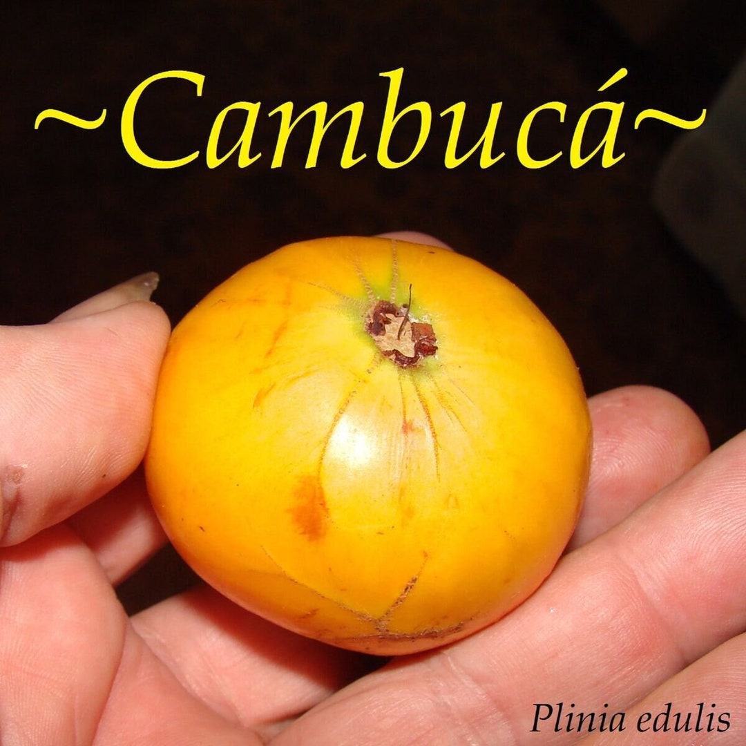 LIVE Cambuca Fruit Tree, Plinia Edulis About 2 Feet Tall Rooted in a 4 ...