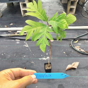 Ma'afala Popular Breadfruit Tree About 3 Feet Tall Well-rooted Maafala ...