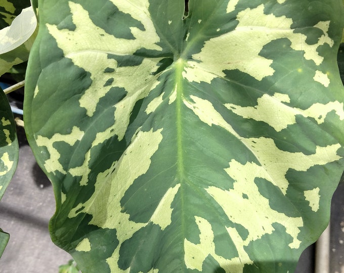 Hilo Beauty Alocasia Plant About 16-18 Inches Well Rooted in a 4inch ...