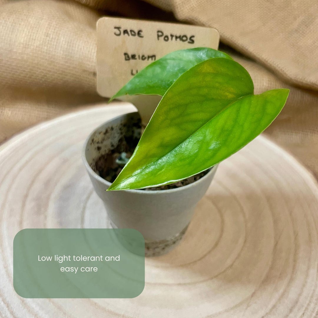 Jade Pothos (epipremnum): Easy Care Houseplant, Low Light Tolerant ...