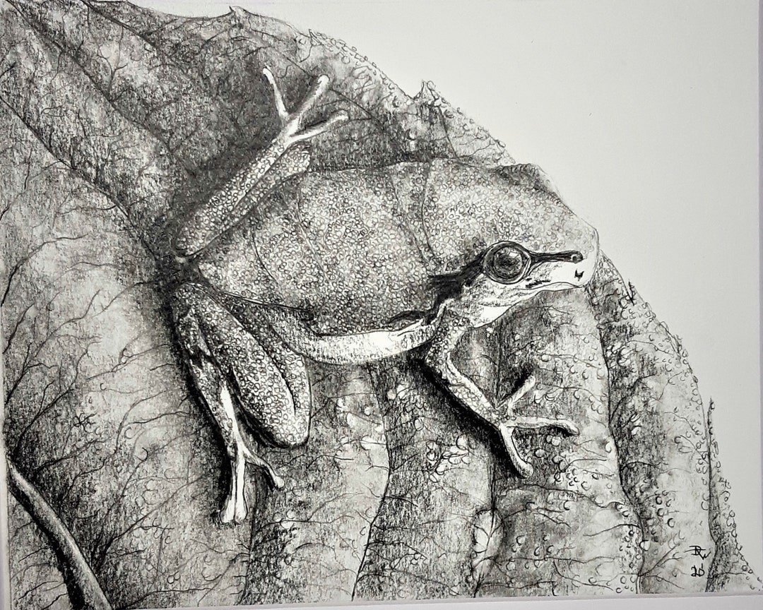Wall Art, Print Graphite Drawing 8x10 Frog - Etsy