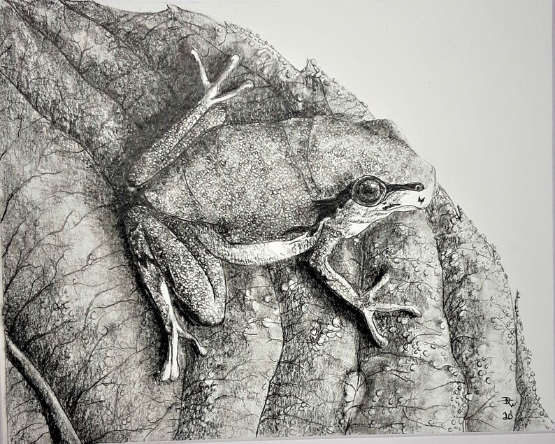 Wall Art, Print Graphite Drawing 8x10 Frog - Etsy