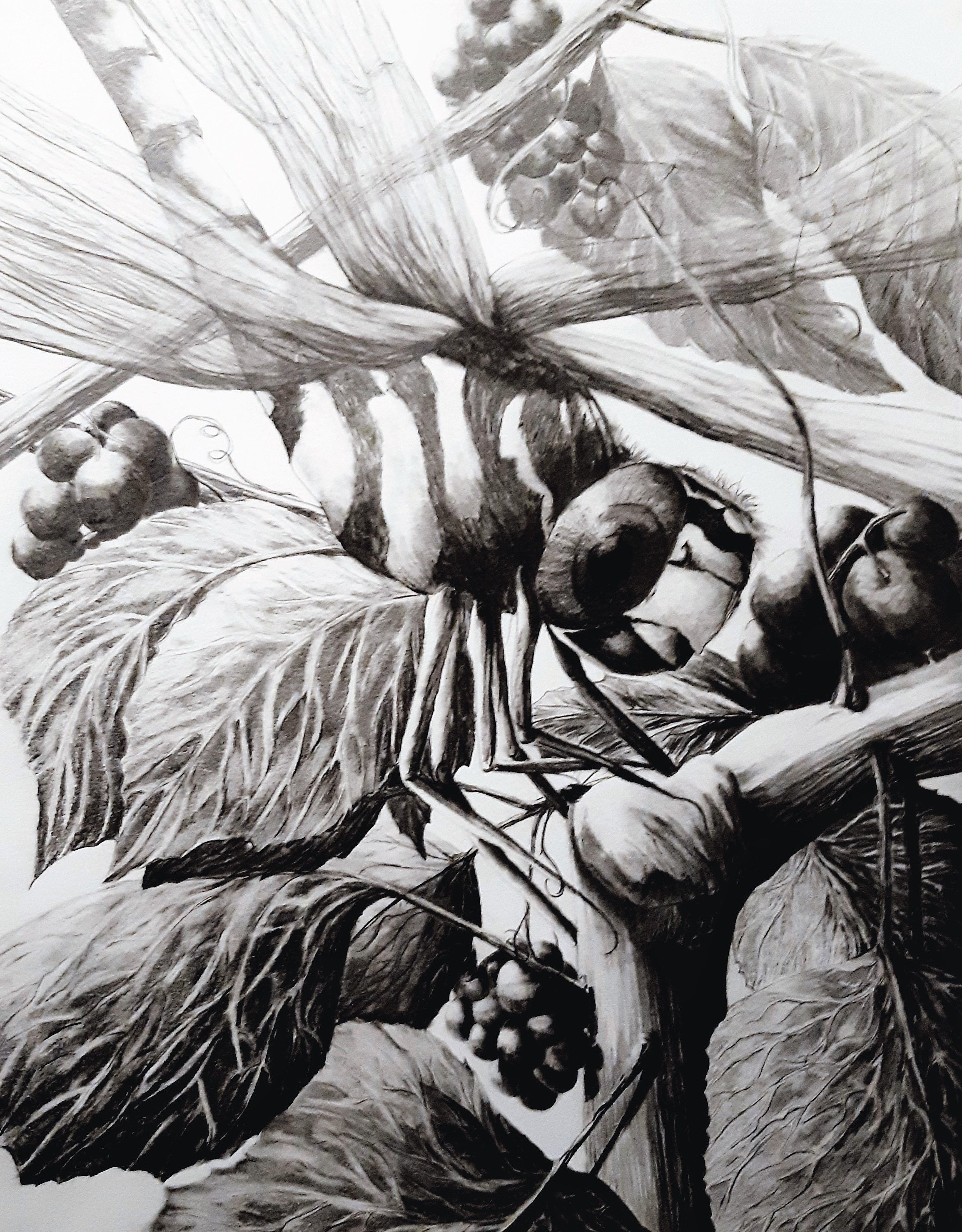 Wall Art, Original Graphite Drawing Dragonfly Grape Vines 18x24 - Etsy