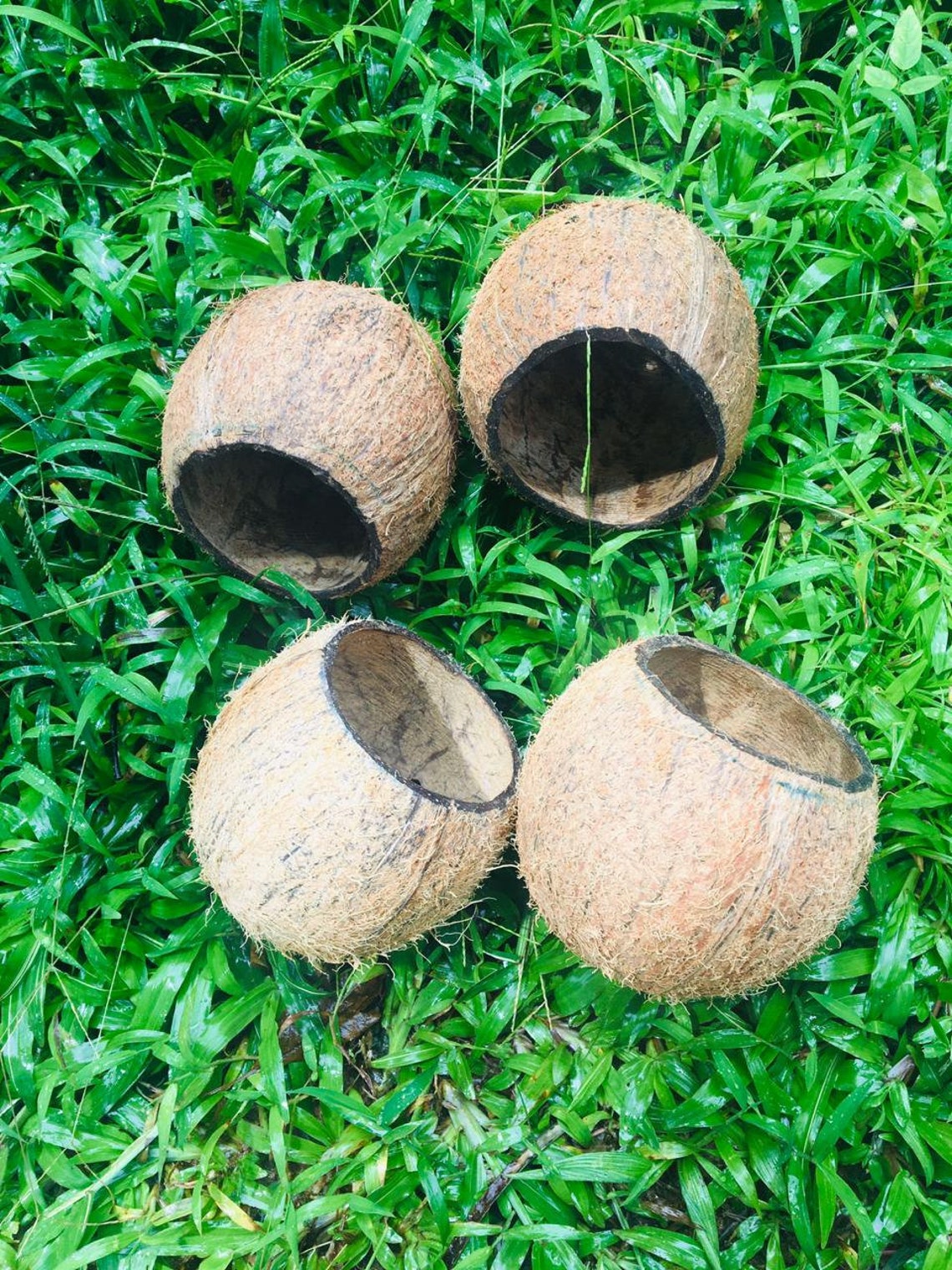 Whole coconut shells/coconut shells with fiber/Christmas and | Etsy