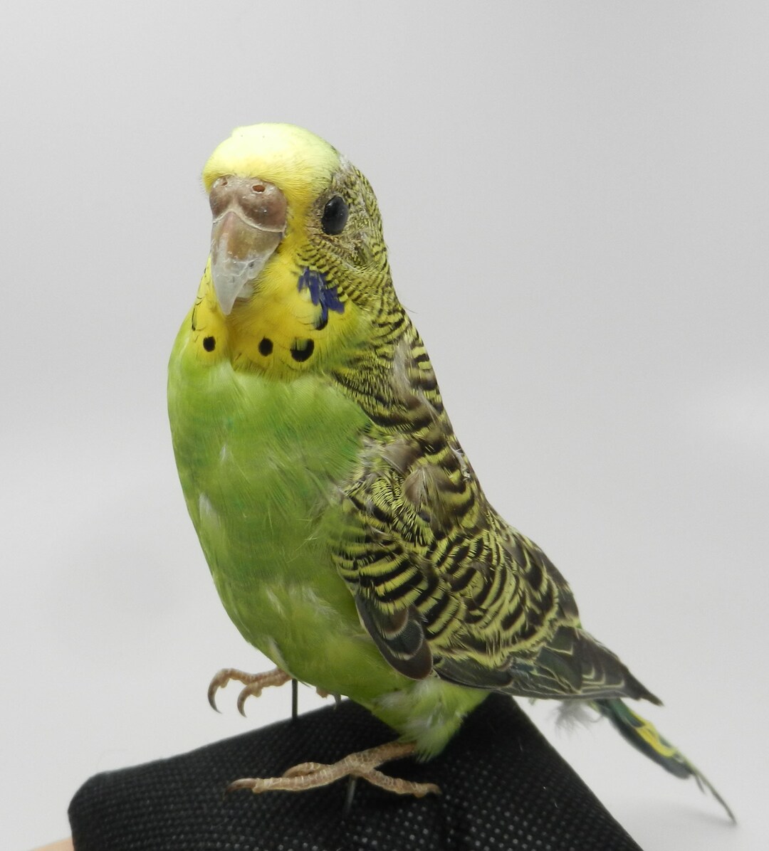 Real Dead Taxidermy Parakeet Stuffed Bird Mount Specimen Green Gray ...