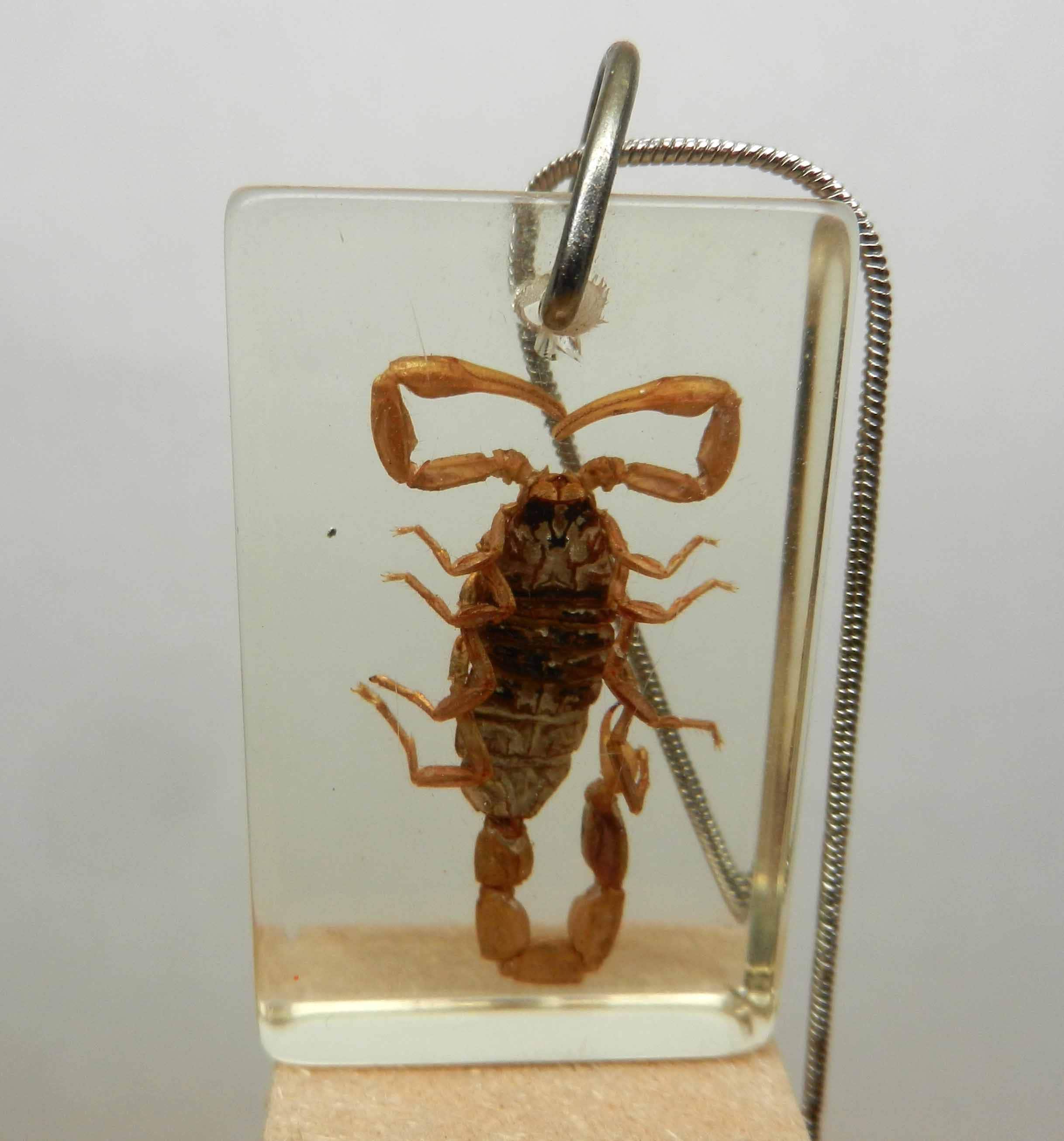 Real Dead Scorpion Insect Bug Necklace 18 Tiny Mini Miniature, Small - Etsy