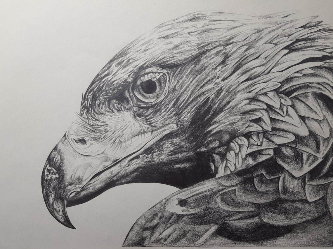 EAGLE PORTRAIT Original Graphite Pencile Drawing, Handmade, Animal ...
