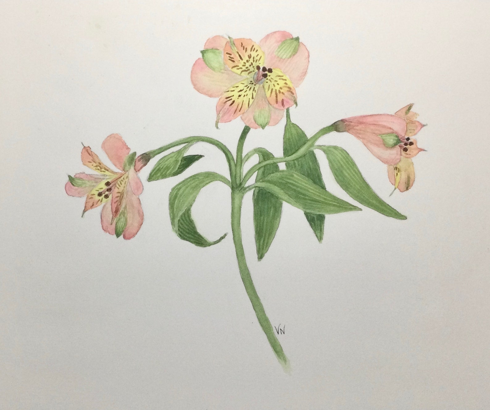 Alstroemeria Painting, Original Watercolor, 12 X 9 Inches, Botanical ...