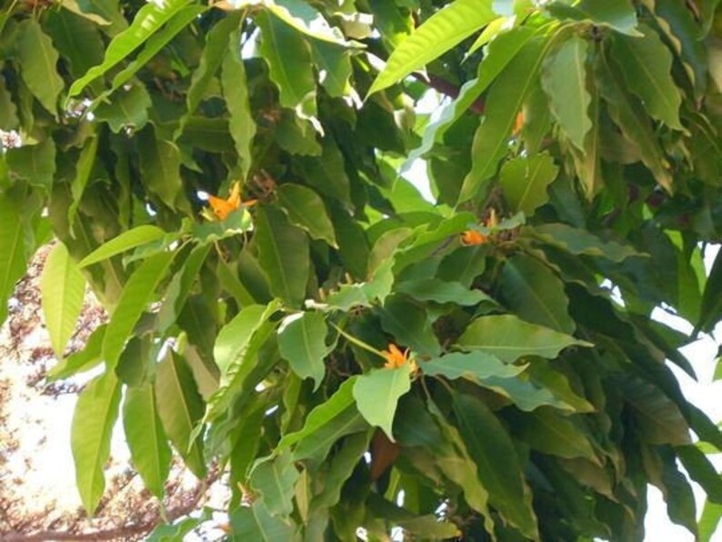 Michelia champaca tree Magnolia champaca yellow sampenga | Etsy