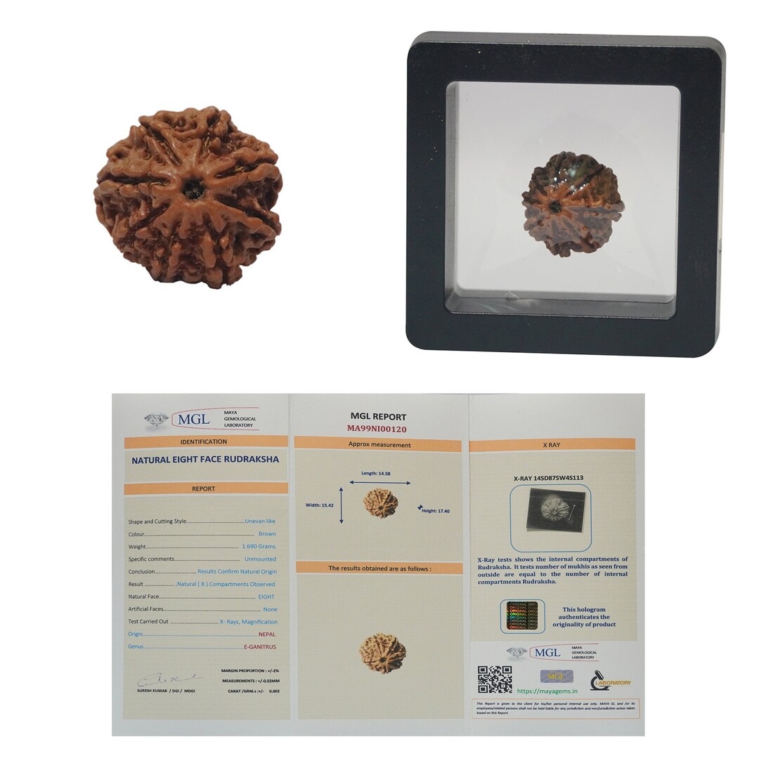 World Most Rarest LAB CERTIFIED Eight Face/mukhi Rudraksha - Etsy