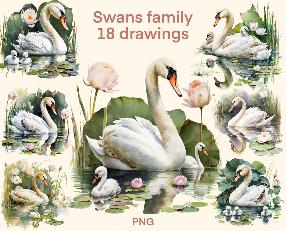 Swans Family Clipart Watercolor Png, Swans Digital Print, Illustration ...