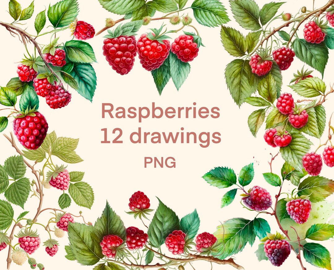 Raspberries Clipart Watercolor Png, Berries Digital Print, Illustration ...