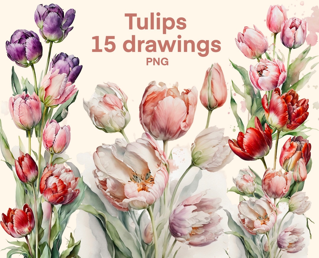 Tulips Clipart Watercolor Png, Flowers Digital Print, Illustration Set ...