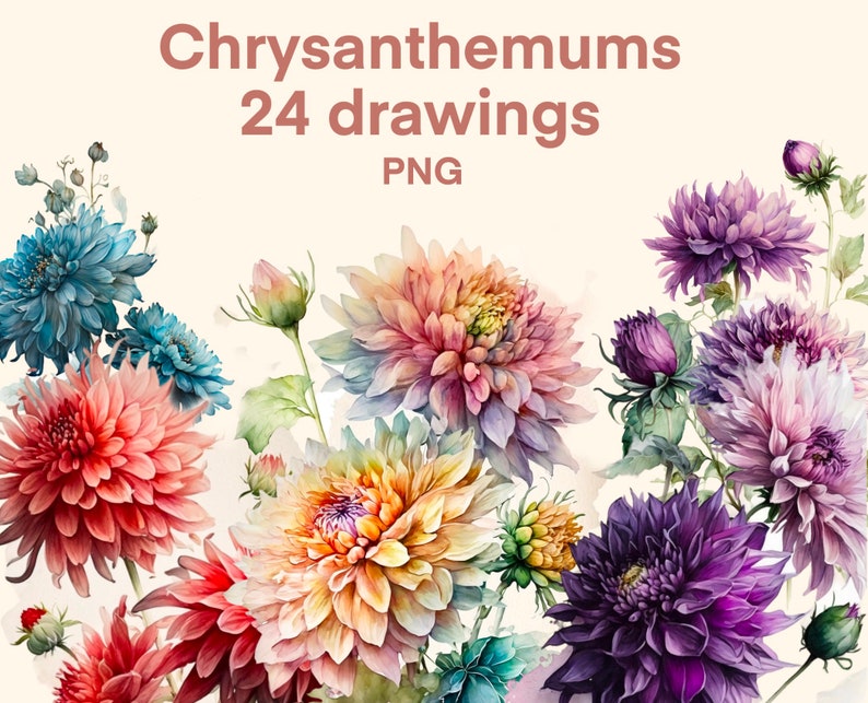 Chrysanthemums Clipart Watercolor Png Flowers Digital Print - Etsy