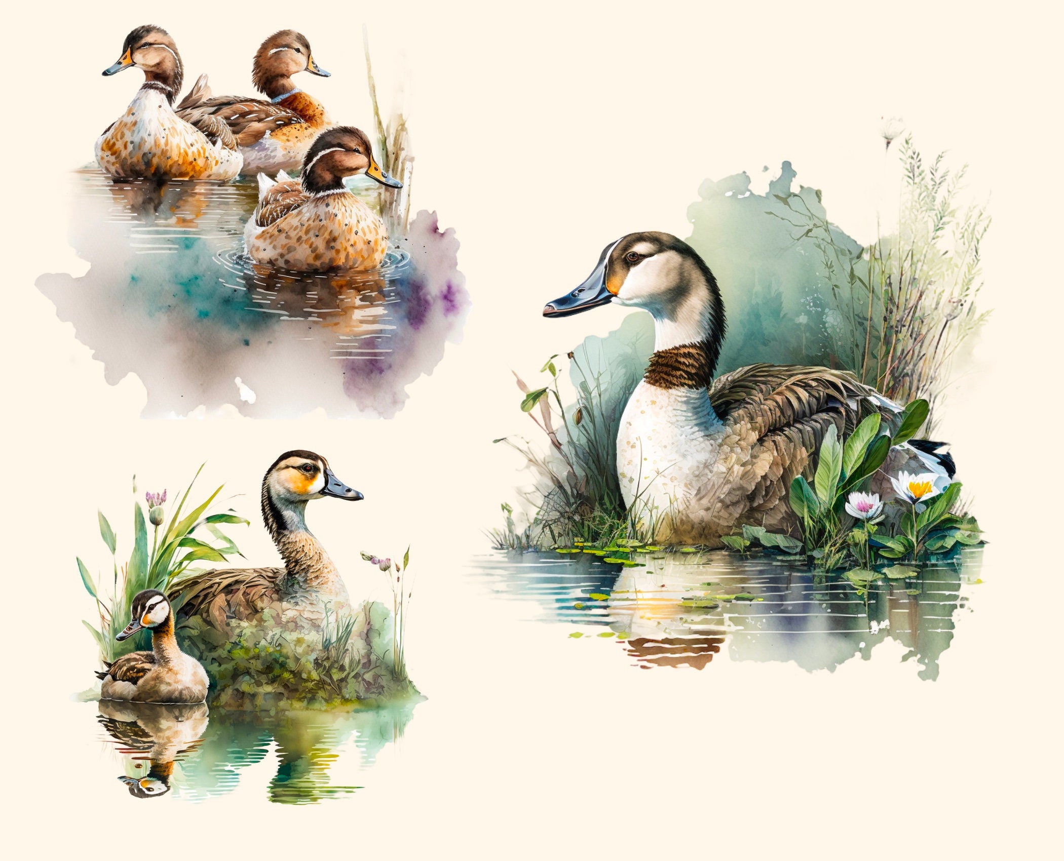 Duck Family Clipart Watercolor Png Duck Digital Print - Etsy Canada