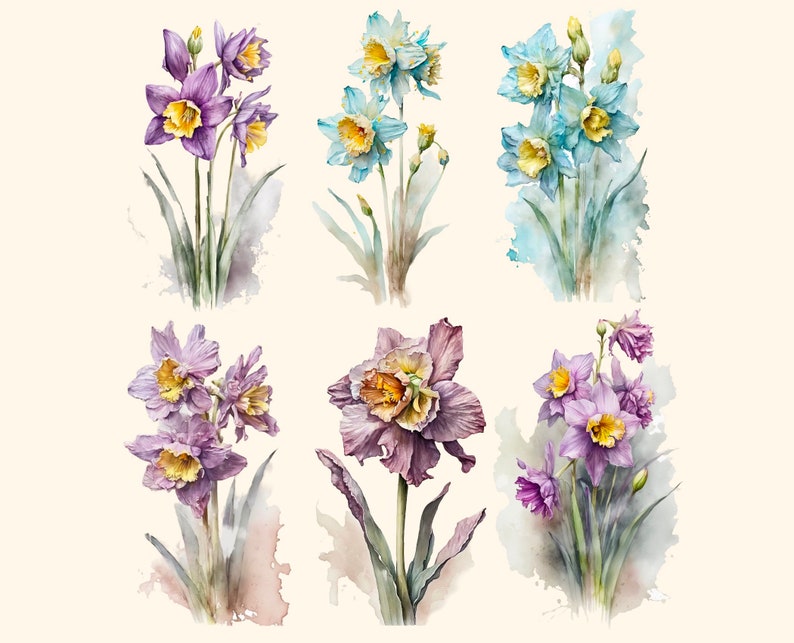 Narcissus Clipart Watercolor Png Flowers Digital Print - Etsy