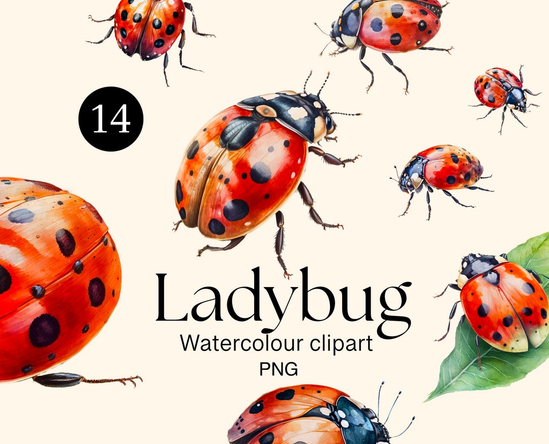 Ladybug Clipart Watercolor Png, Beetles Digital Print, Illustration Set ...