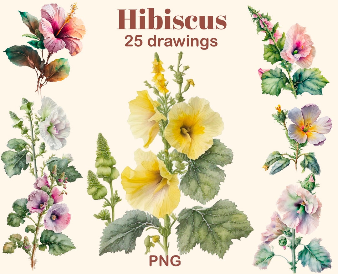 Hibiscus Clipart Watercolor Png, Flowers Digital Print, Illustration ...