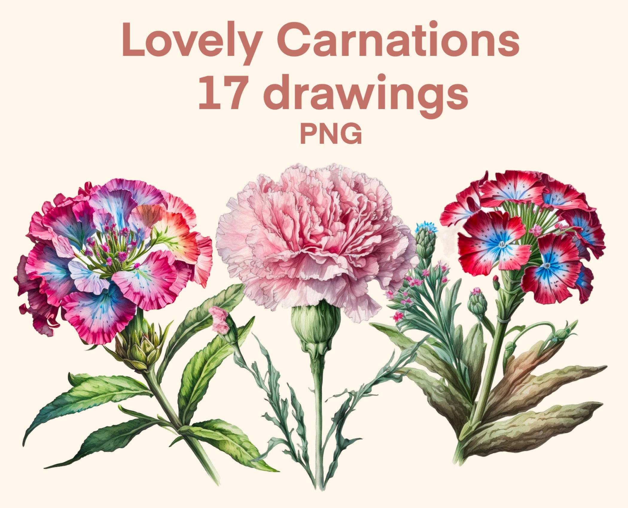 Carnations Clipart Watercolor Png Flowers Digital Print - Etsy