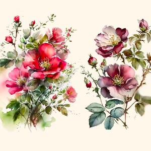 Wild Rose Watercolor Clipart Png, Rose Digital Print, Illustration Set ...