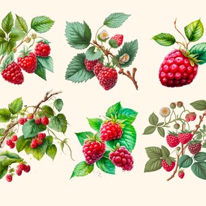 Raspberries Clipart Watercolor Png, Berries Digital Print, Illustration ...