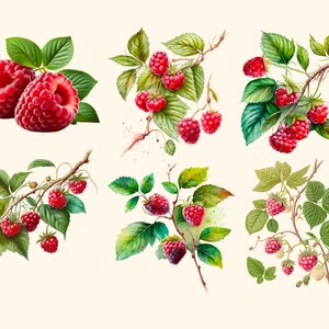 Raspberries Clipart Watercolor Png, Berries Digital Print, Illustration ...