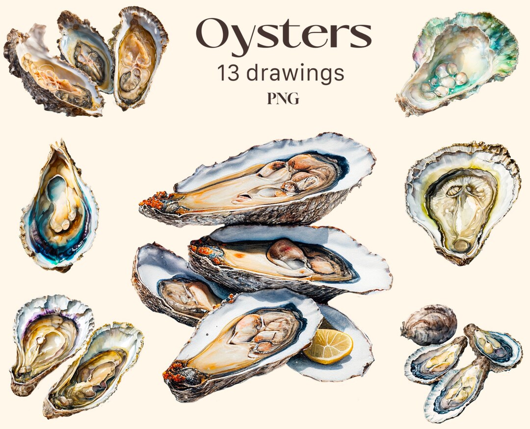 Oysters Clipart Watercolor Png, Digital Print, Illustration Set ...