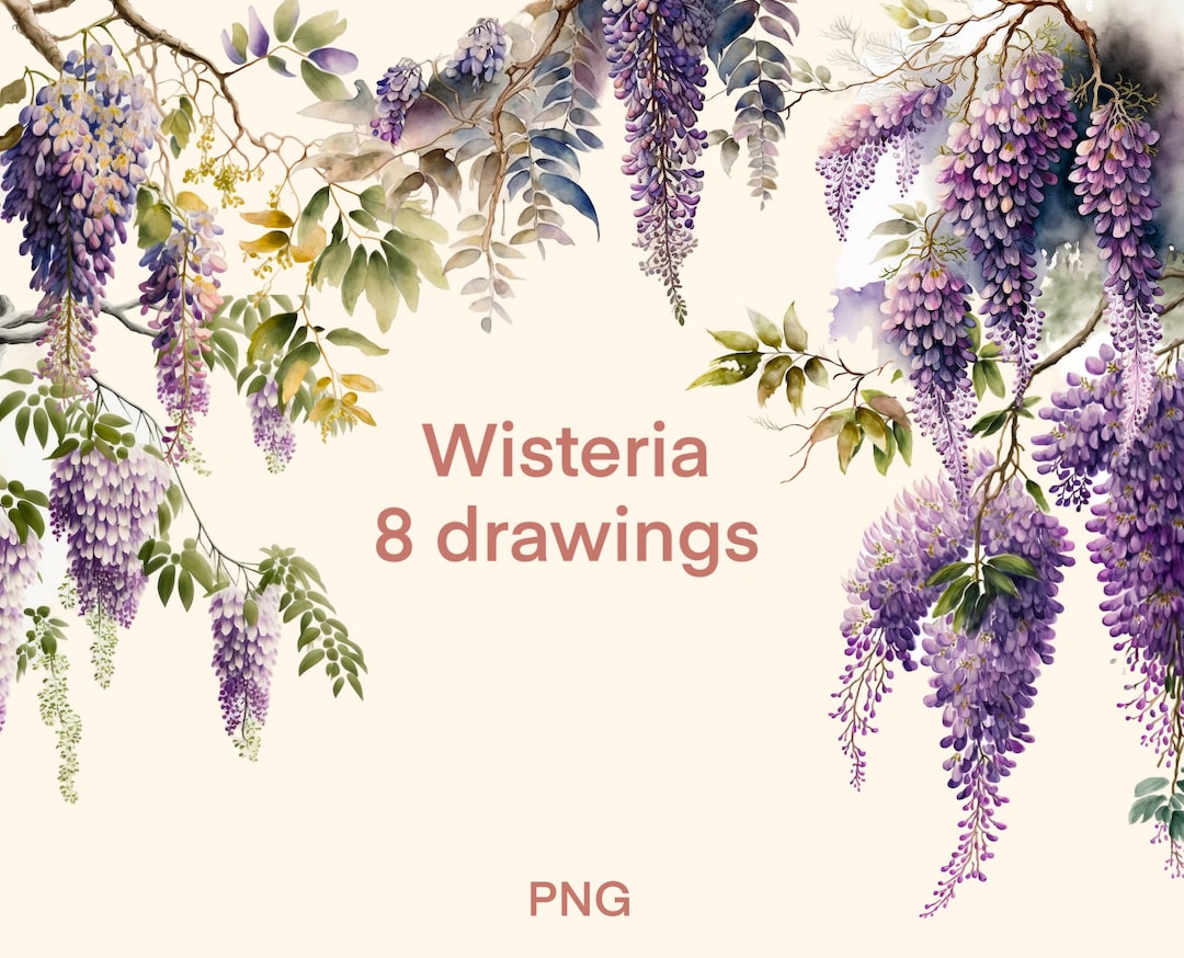 Wisteria Clipart Watercolor Png, Flowers Digital Print, Illustration ...