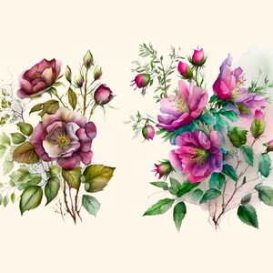Wild Rose Watercolor Clipart Png, Rose Digital Print, Illustration Set ...