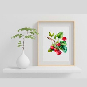Raspberries Clipart Watercolor Png, Berries Digital Print, Illustration ...