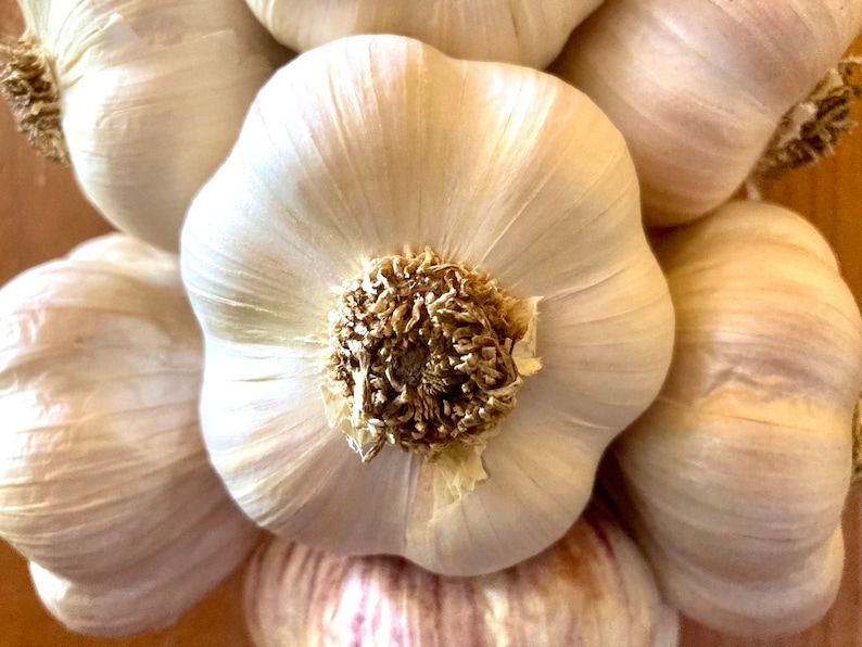 Organic Garlic Braid Edible Art Kitchen Decor Free - Etsy