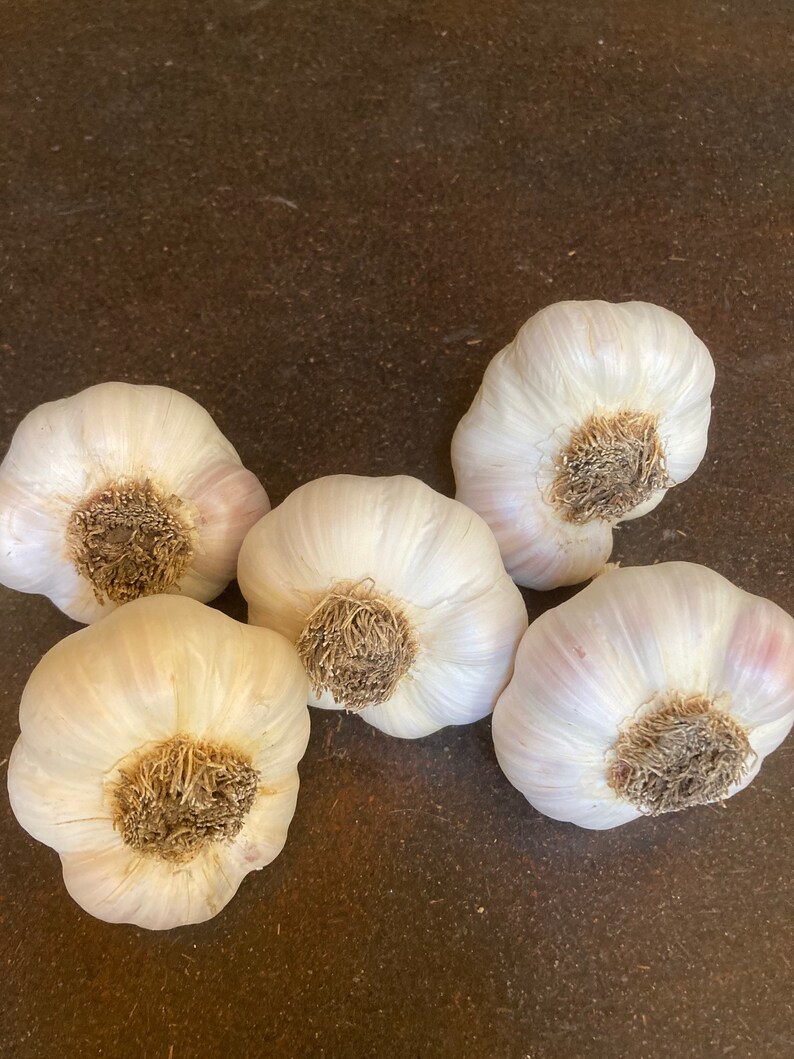 Organic Garlic by the Pound—california Late White Aka "silverskin" for ...