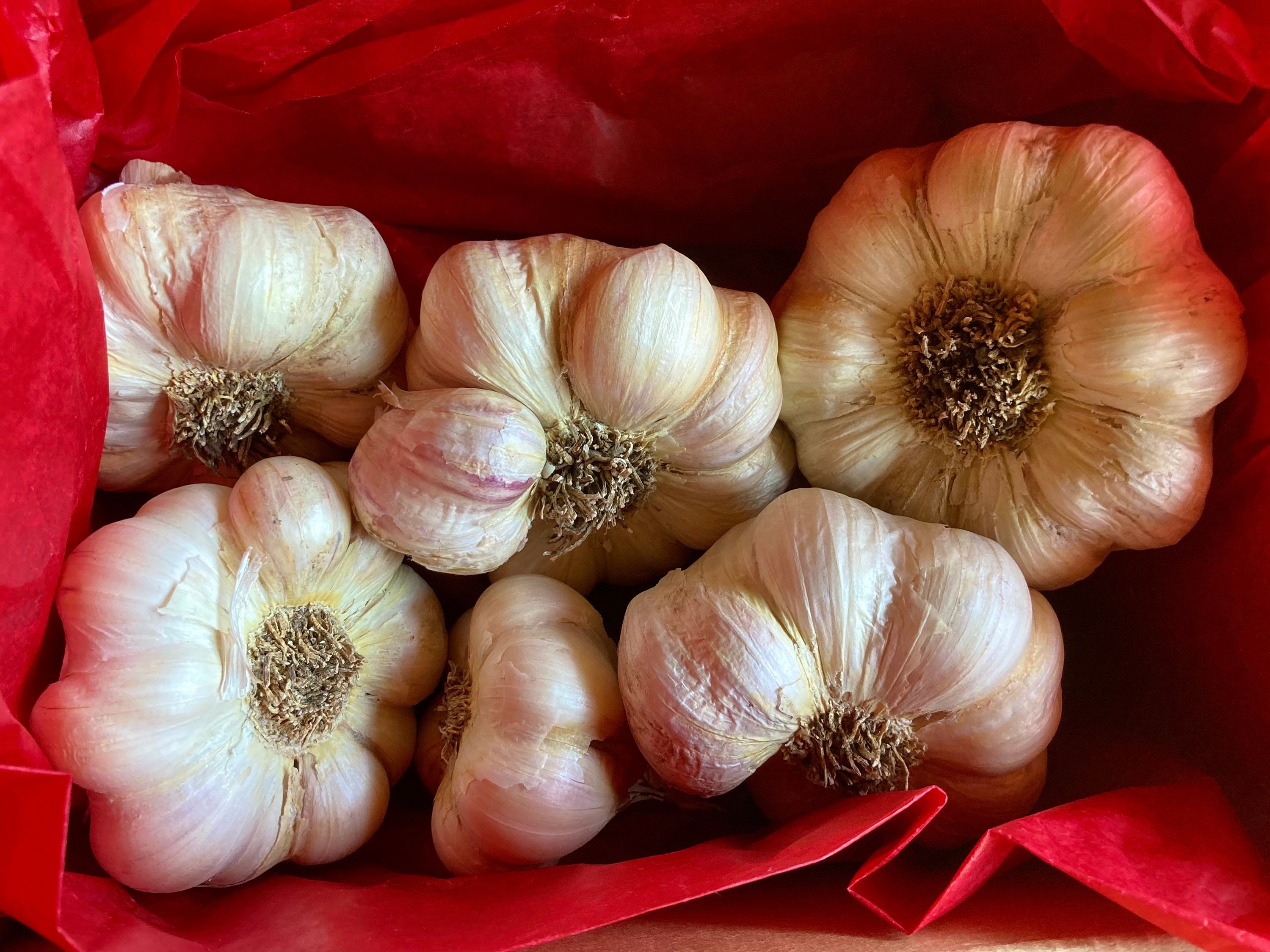 Organic Garlic by the Pound—california Late White Aka "silverskin" for ...