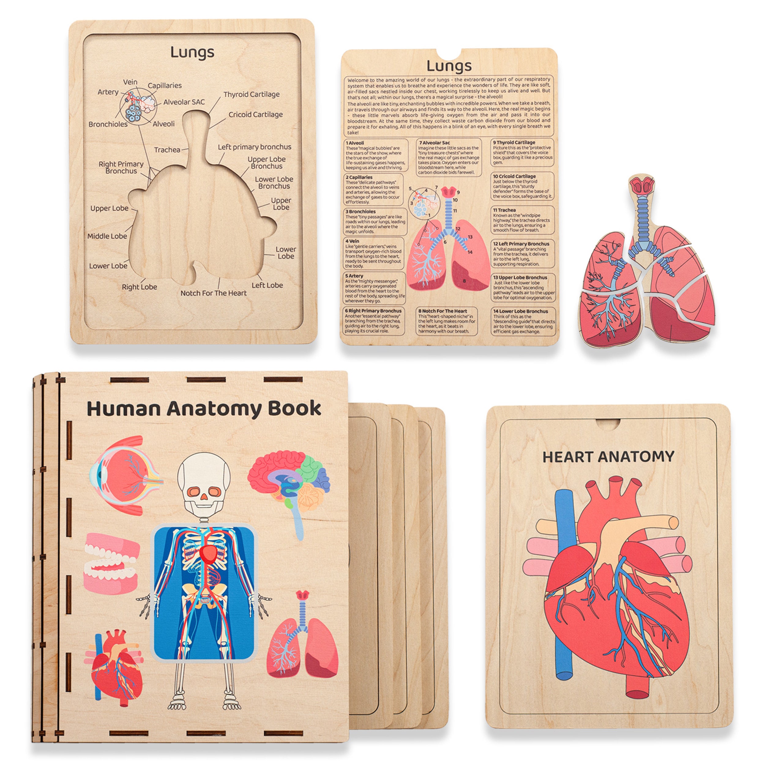 Human Anatomy Wooden Book for Kids, Learning Human Organs Puzzle ...