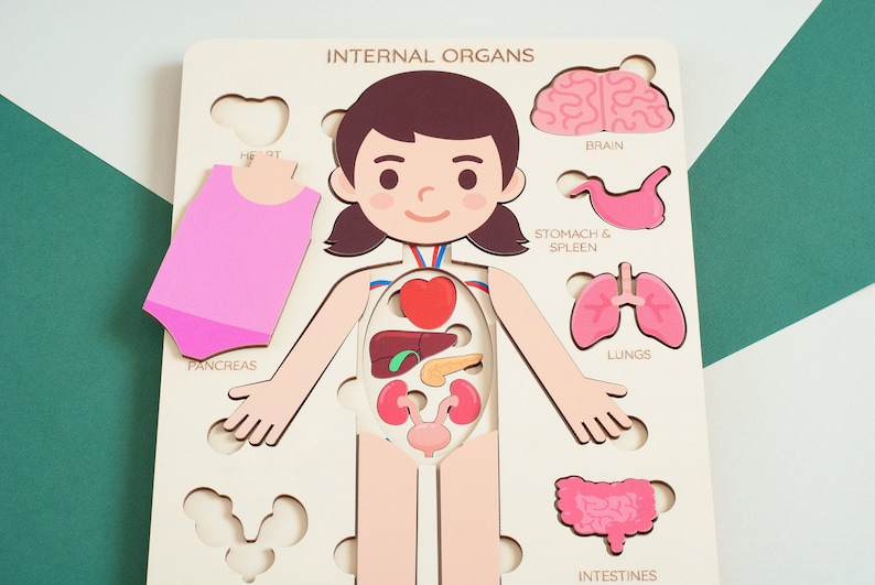 Human Body Puzzle Anatomy Puzzle Montessori Toys Anatomy - Etsy