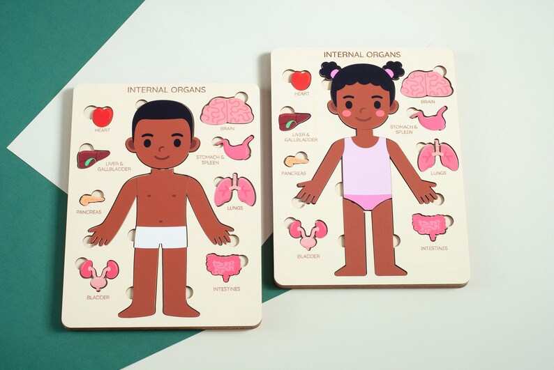 Learning Human Body Internal Organs Medical Pretend Play | Etsy