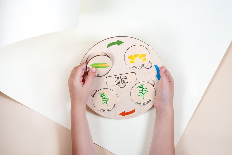 Montessori Life Cycle Puzzle Wooden Learning Toys Life Cycle - Etsy