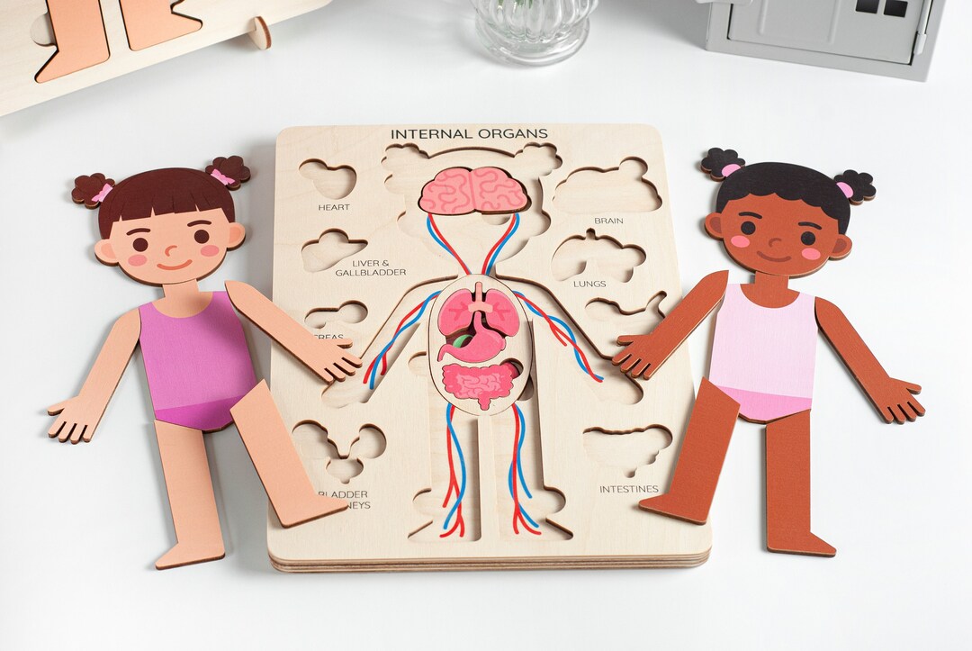 Anatomy Human Organs Puzzle for Kids, Human Anatomy Busy Board ...