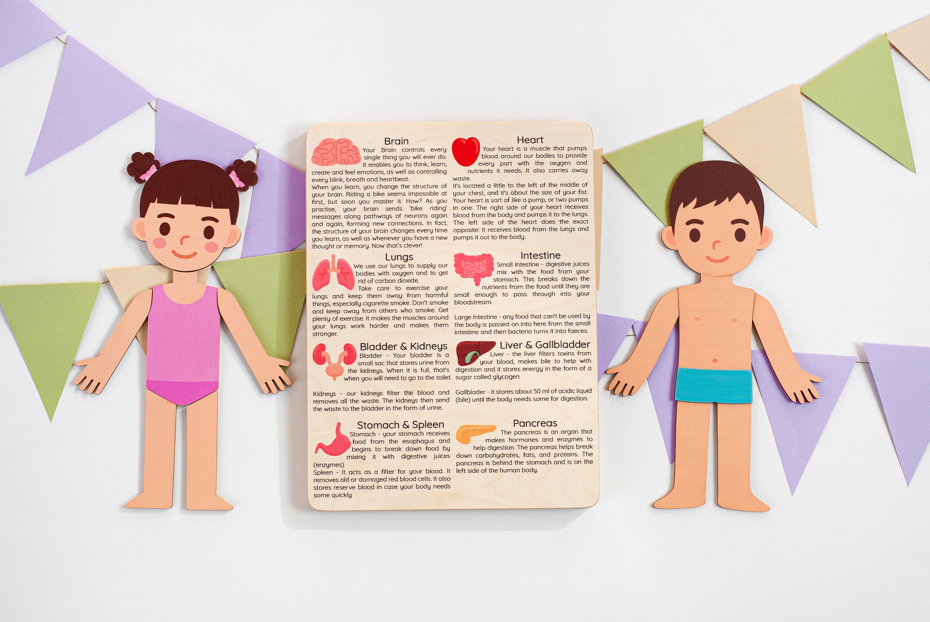 Anatomy Human Organs Puzzle for Kids, Human Anatomy Busy Board ...