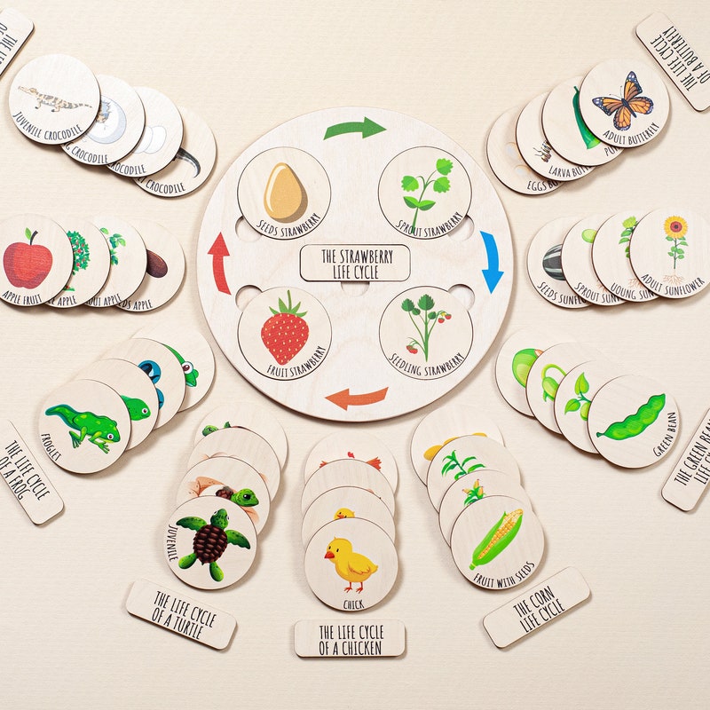 Life Cycle Puzzle - Etsy