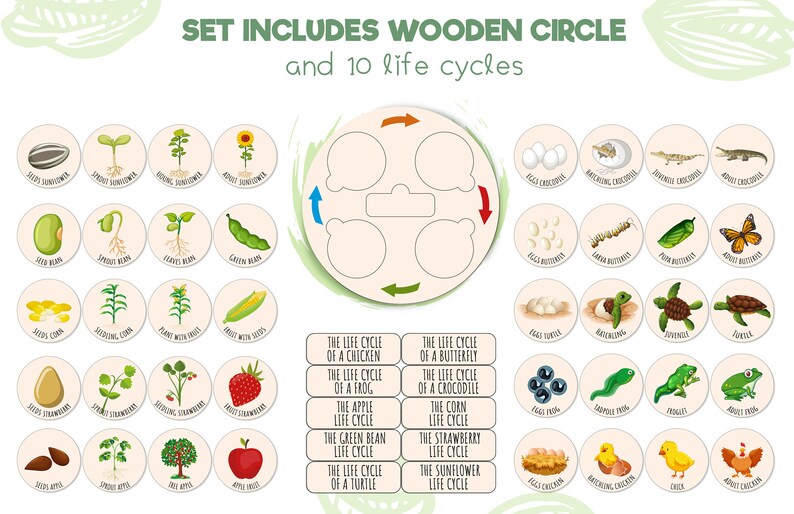 Montessori Life Cycle Puzzle Wooden Learning Toys Life Cycle - Etsy